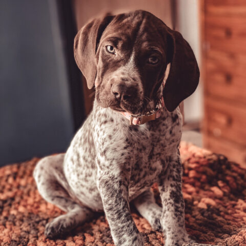 German Shorthaired Pointer Coloring & Patterns - Bear Paw Ranch