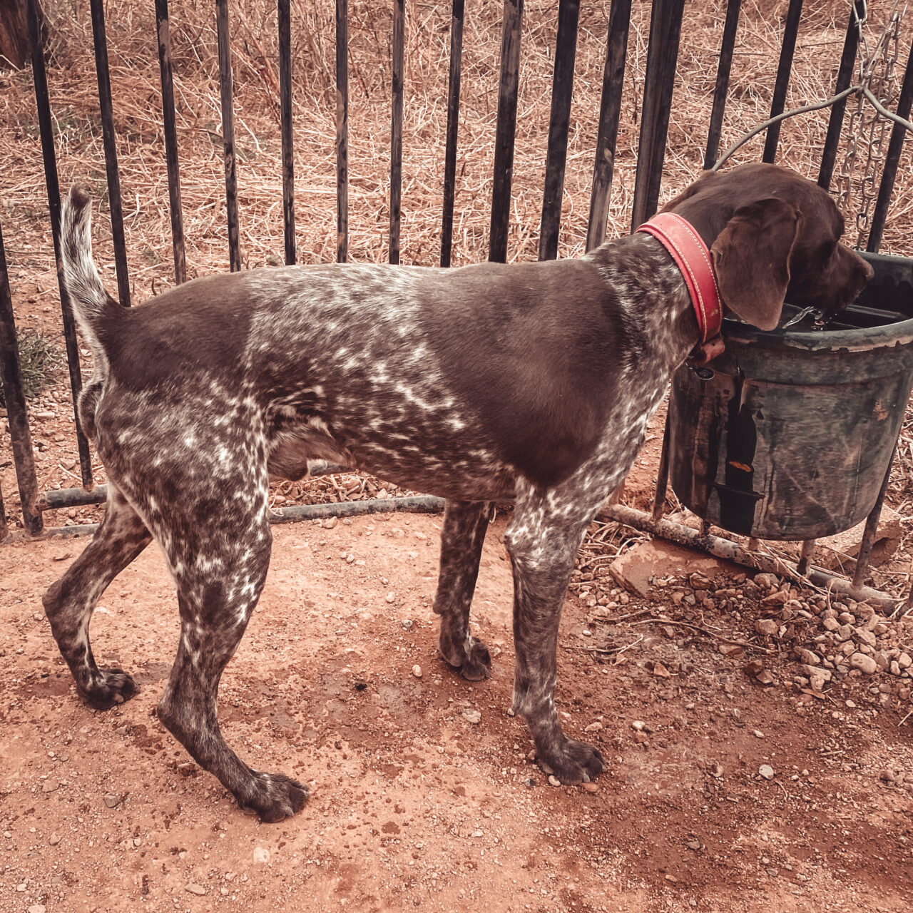 German Shorthaired Pointer Coloring & Patterns - Bear Paw Ranch