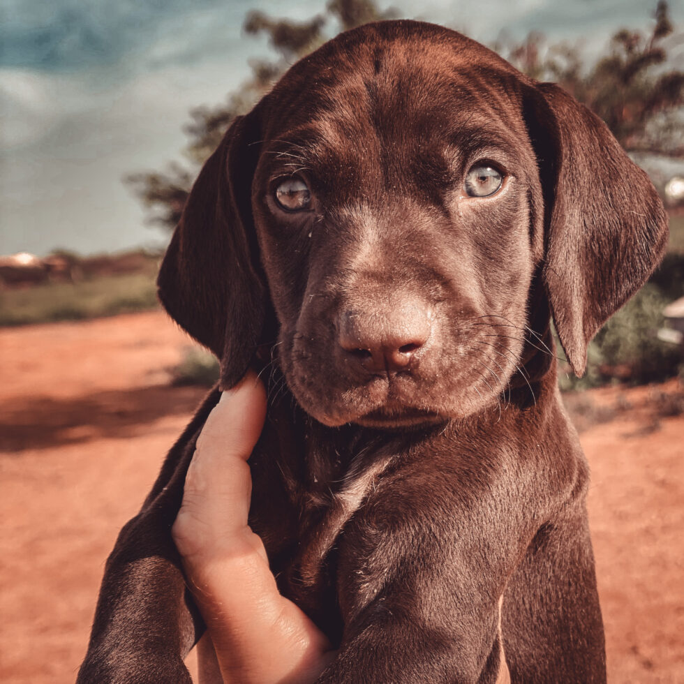 Home - Bear Paw Ranch