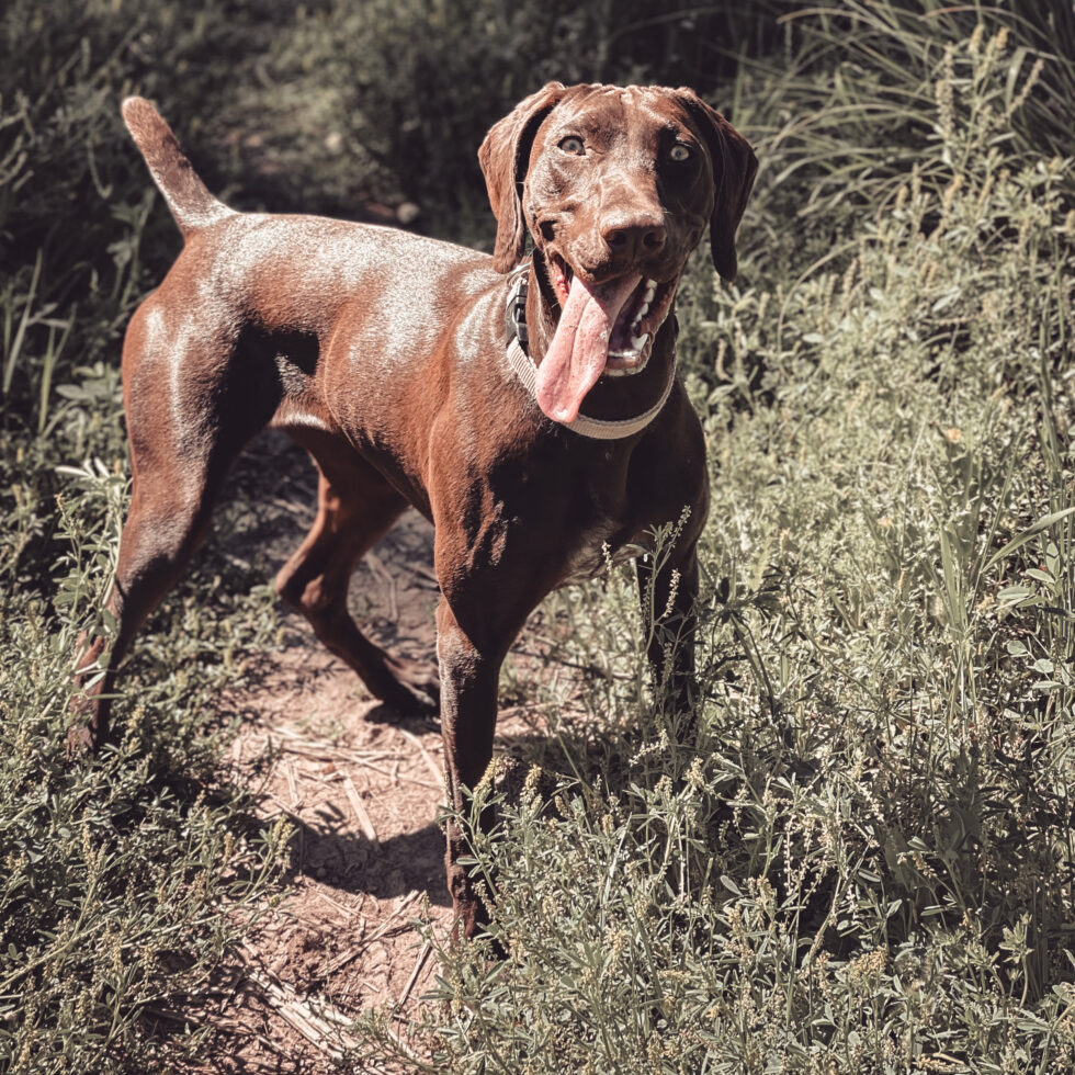 German Shorthaired Pointer Coloring & Patterns - Bear Paw Ranch