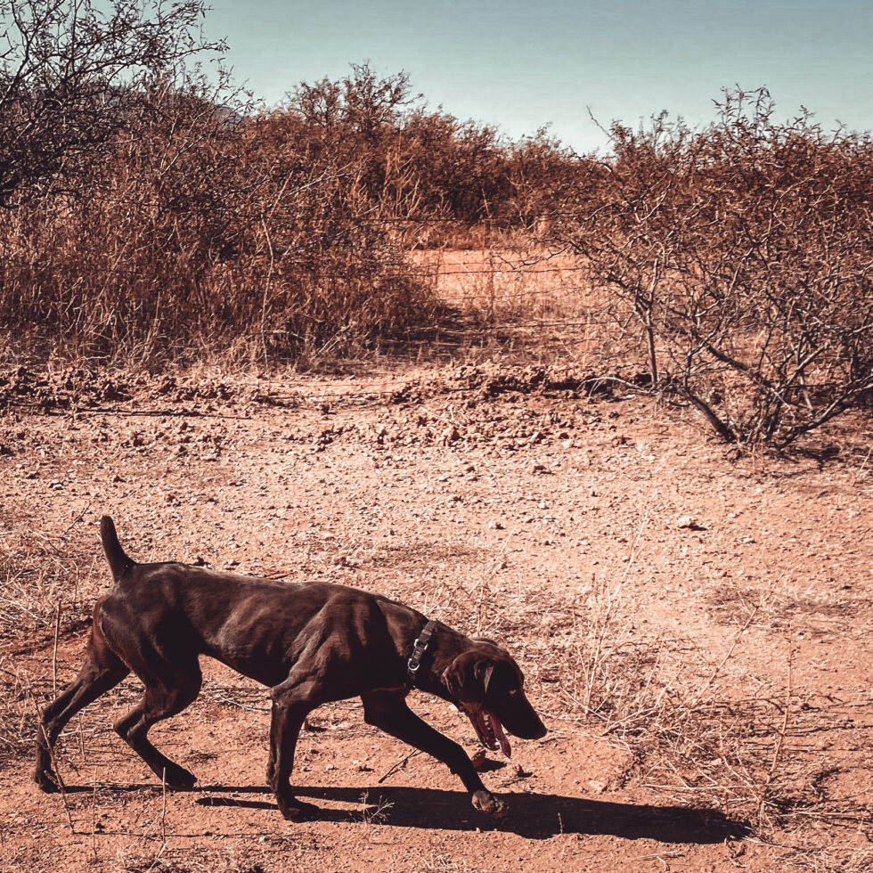 Available Puppies - Bear Paw Ranch