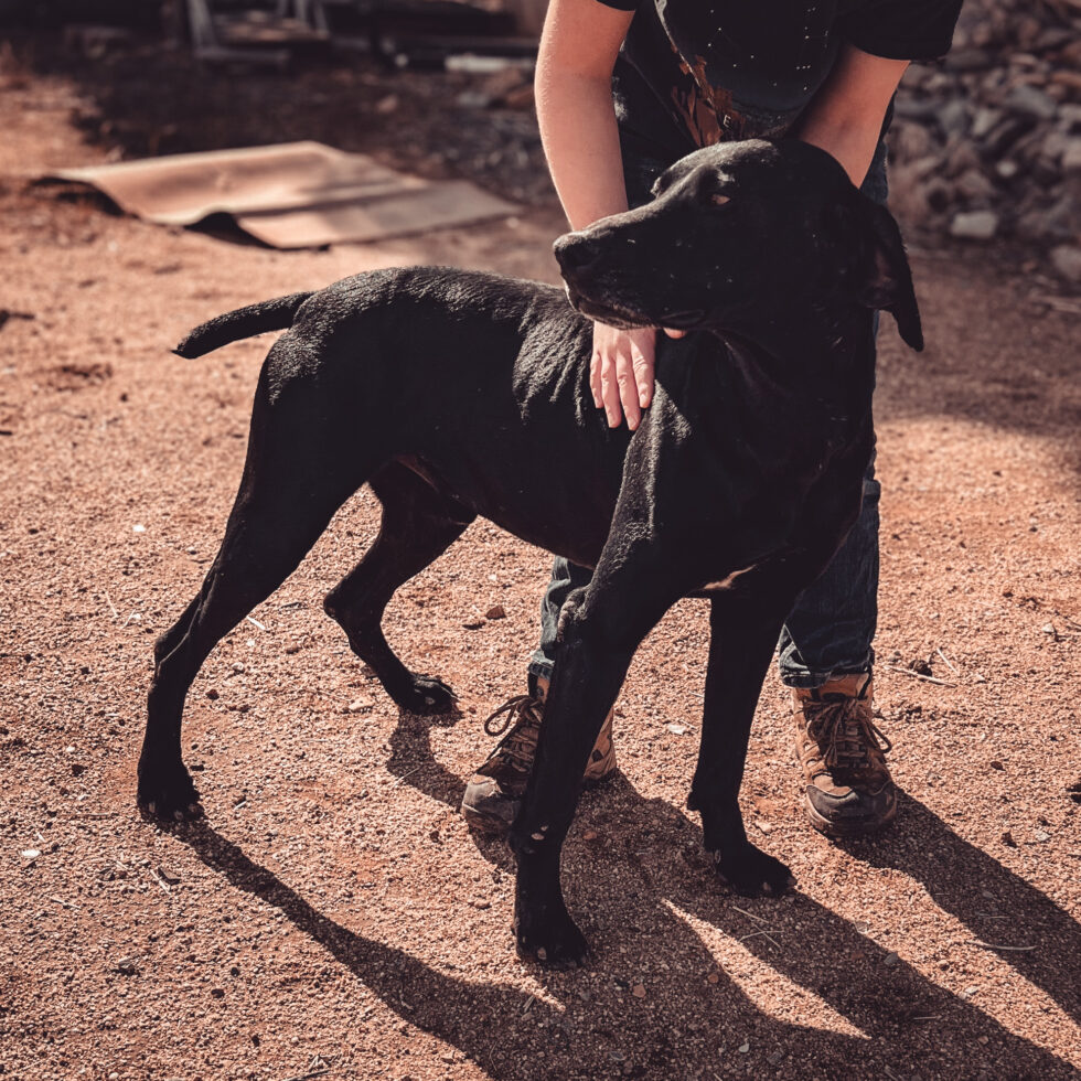 German Shorthaired Pointer Coloring & Patterns - Bear Paw Ranch
