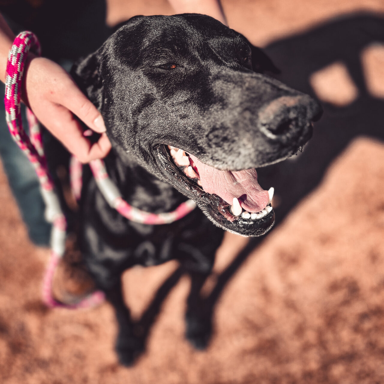 German Shorthaired Pointer Coloring & Patterns - Bear Paw Ranch