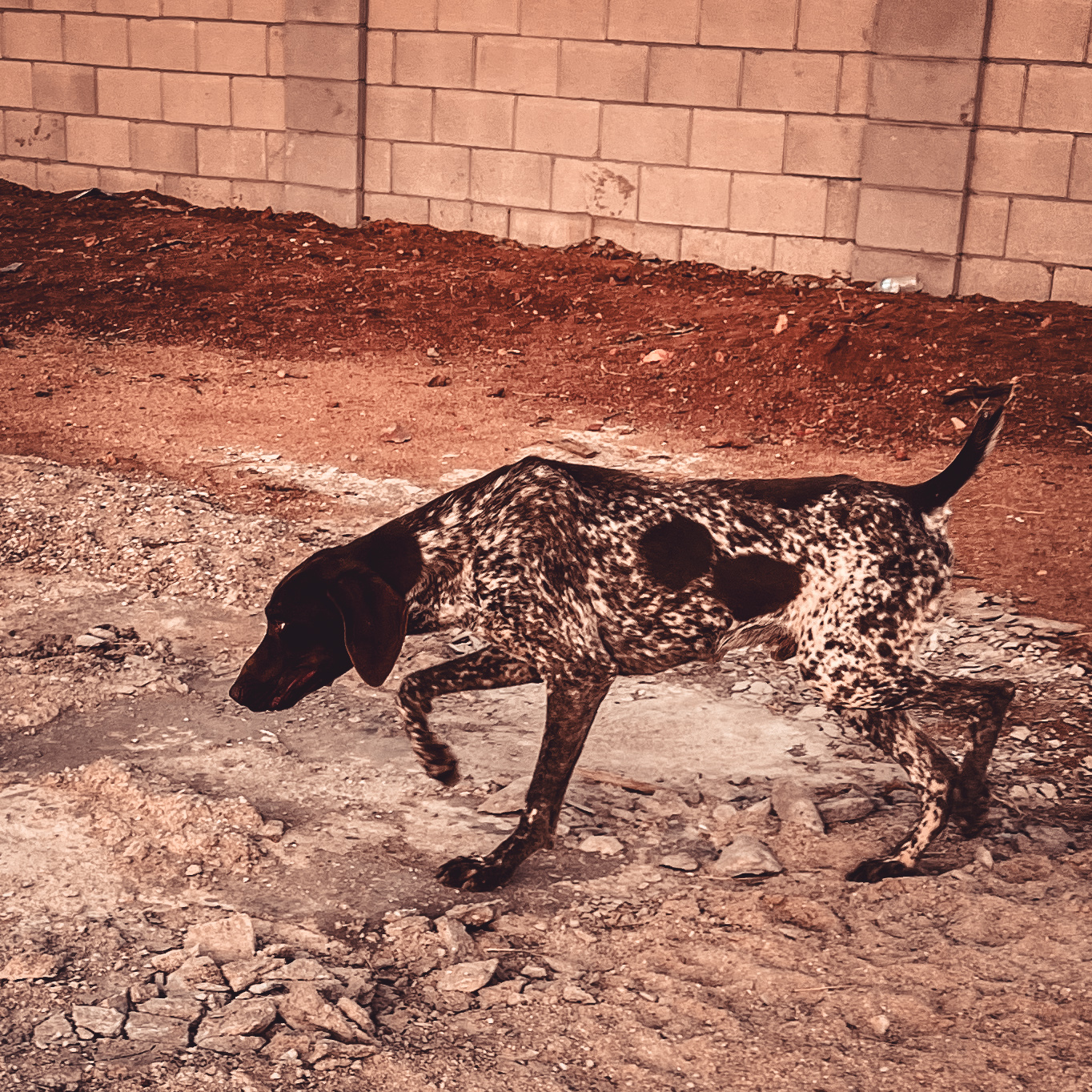 Adoptable Dogs | Bear Paw Ranch