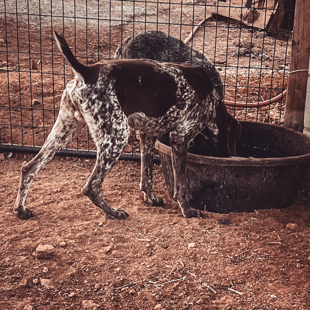 Adoptable Dogs | Bear Paw Ranch