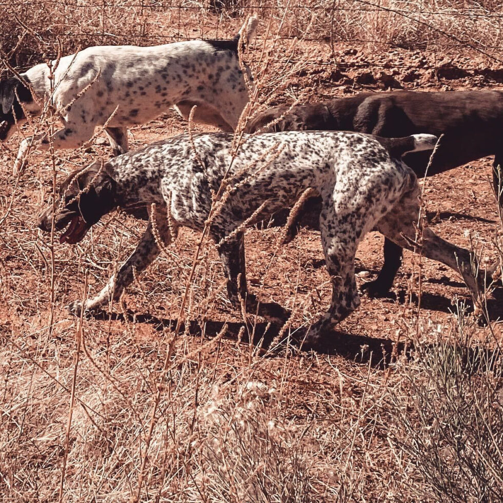 Available Puppies - Bear Paw Ranch