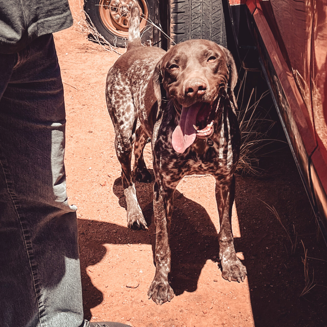 Available Puppies - Bear Paw Ranch