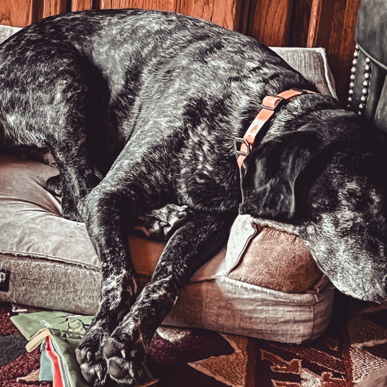 German Shorthaired Pointer Coloring & Patterns - Bear Paw Ranch