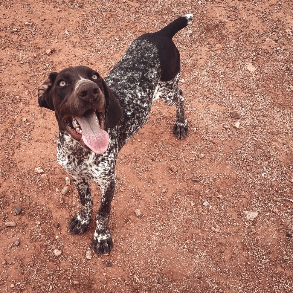 German Shorthaired Pointer Coloring & Patterns - Bear Paw Ranch